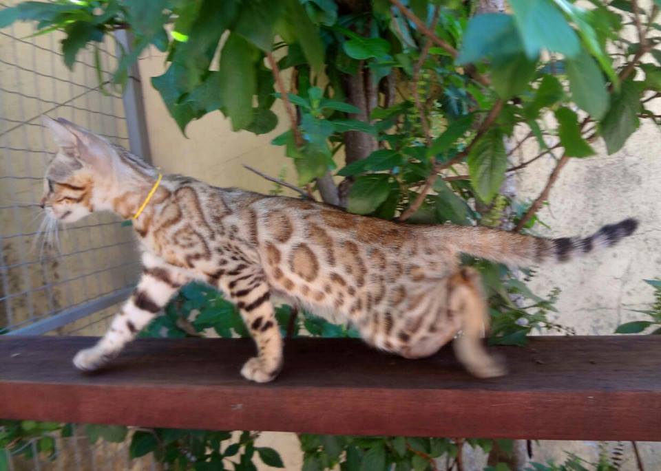 NOSSOS BENGALS :: Gatil Yaguareté